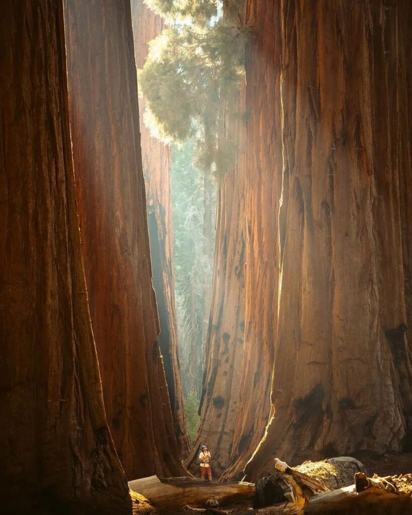 "Unbelievable Secrets of Sequoia National Park: Giant Trees, Hidden ...