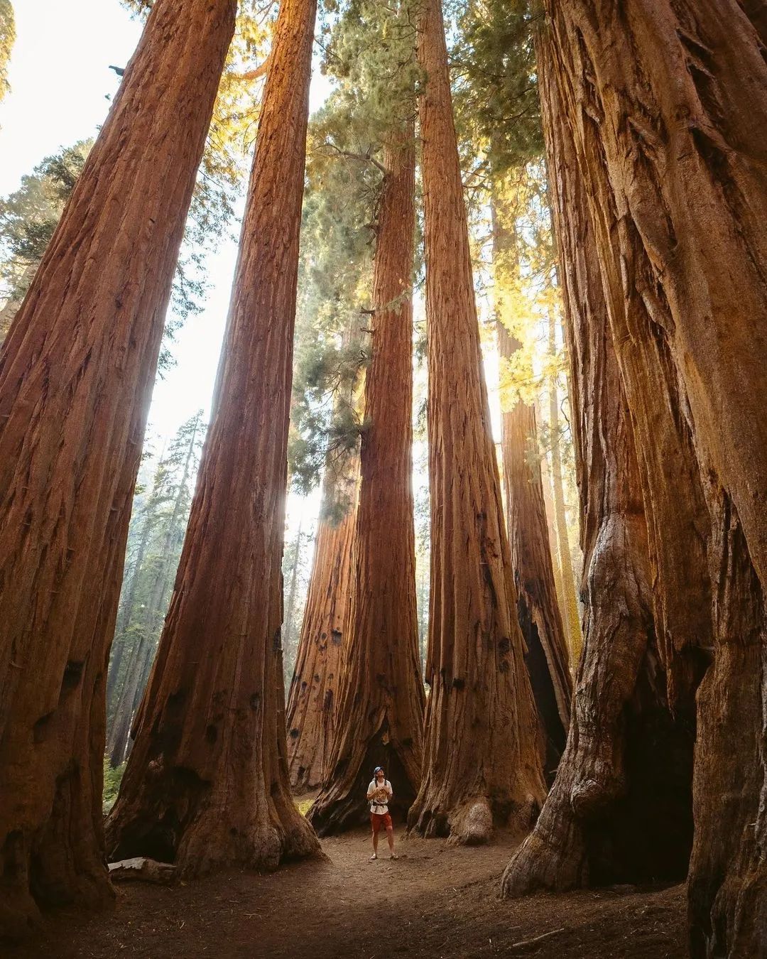 "Unbelievable Secrets of Sequoia National Park: Giant Trees, Hidden ...